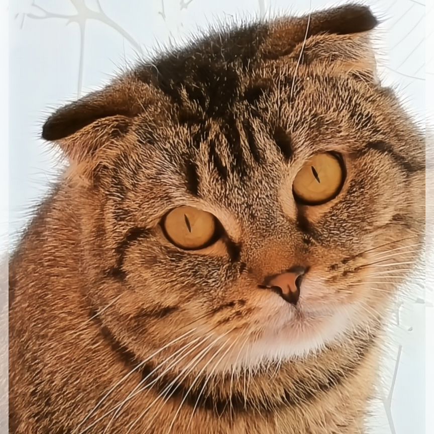 Взрослый кот в добрые руки