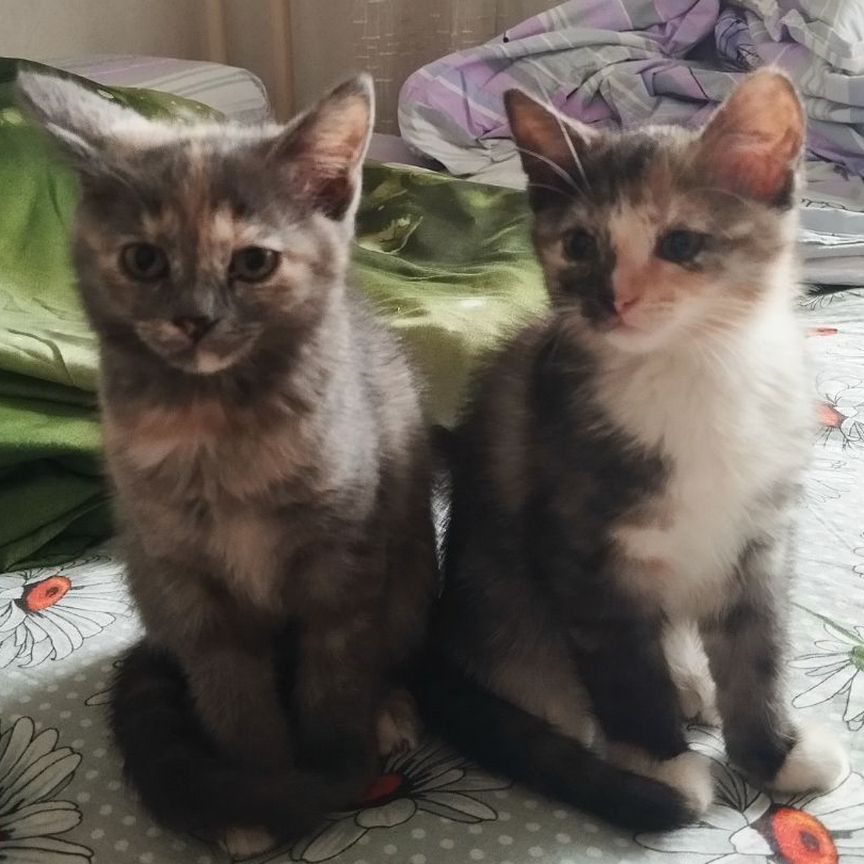 Домашние животные котята бесплатно