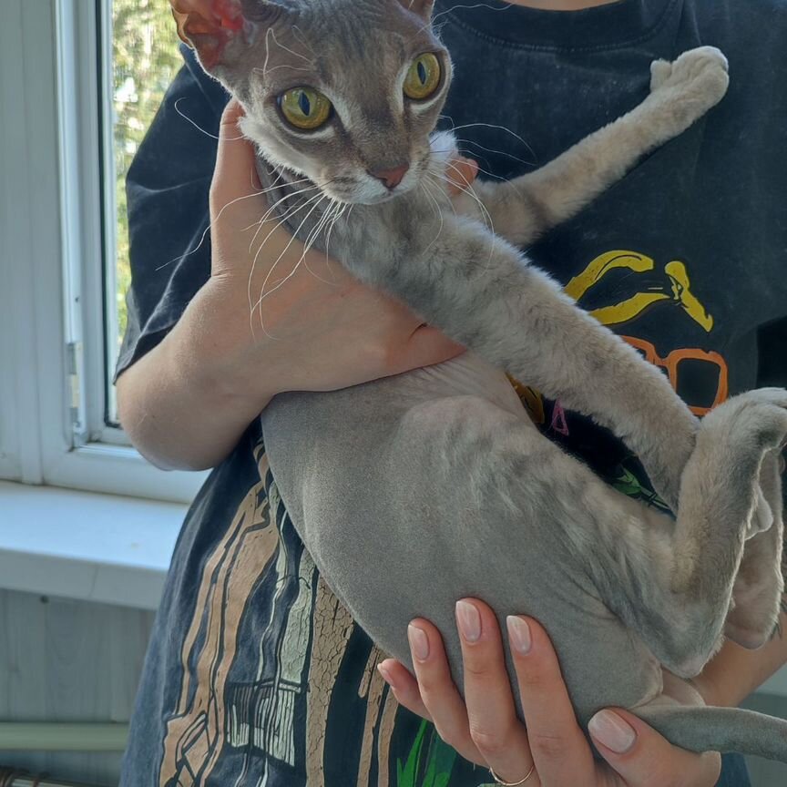 Кошка в добрые руки