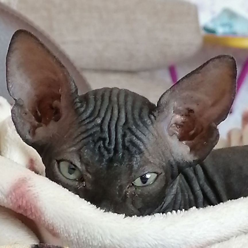 Кошечка