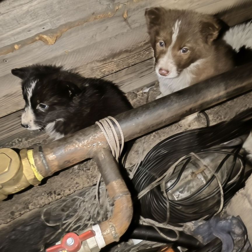 Щенок в добрые руки