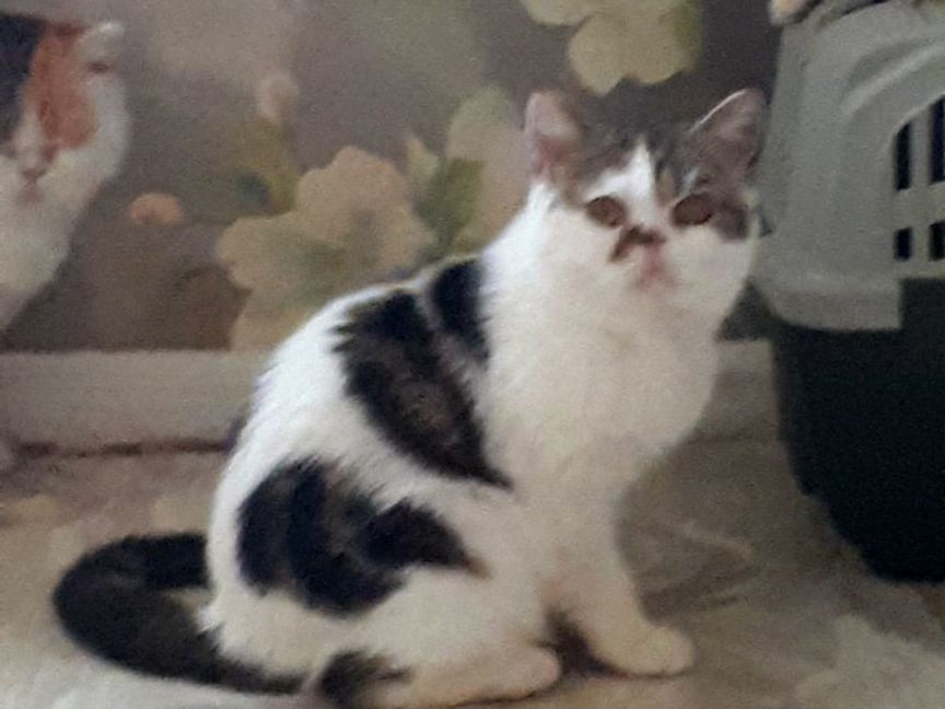 Вязка с шотландским котом