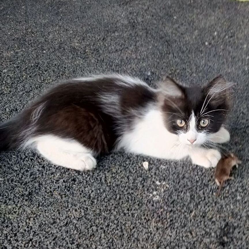 Котёнок в добрые руки