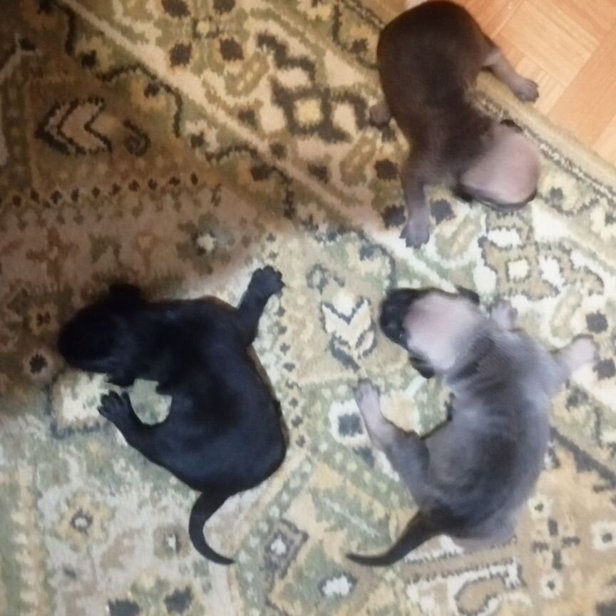 Ка-де-бо, щенок