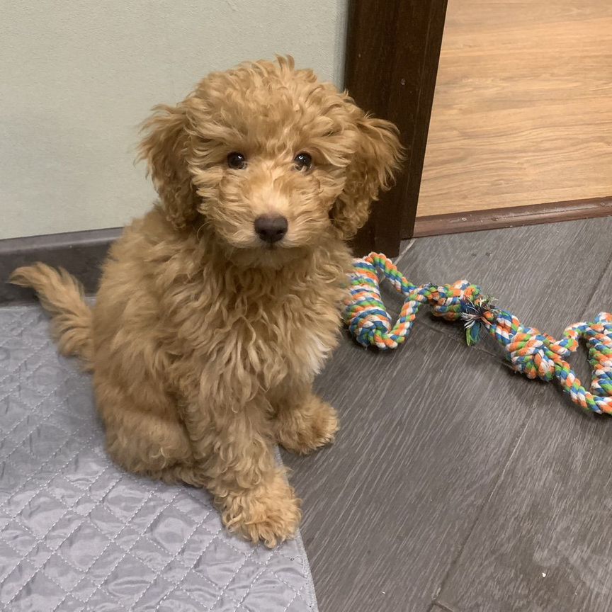 Пудель, щенок