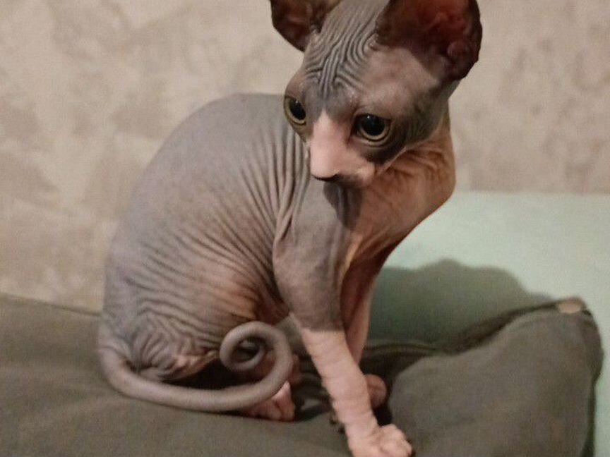 Канадский сфинкс котенок девочка
