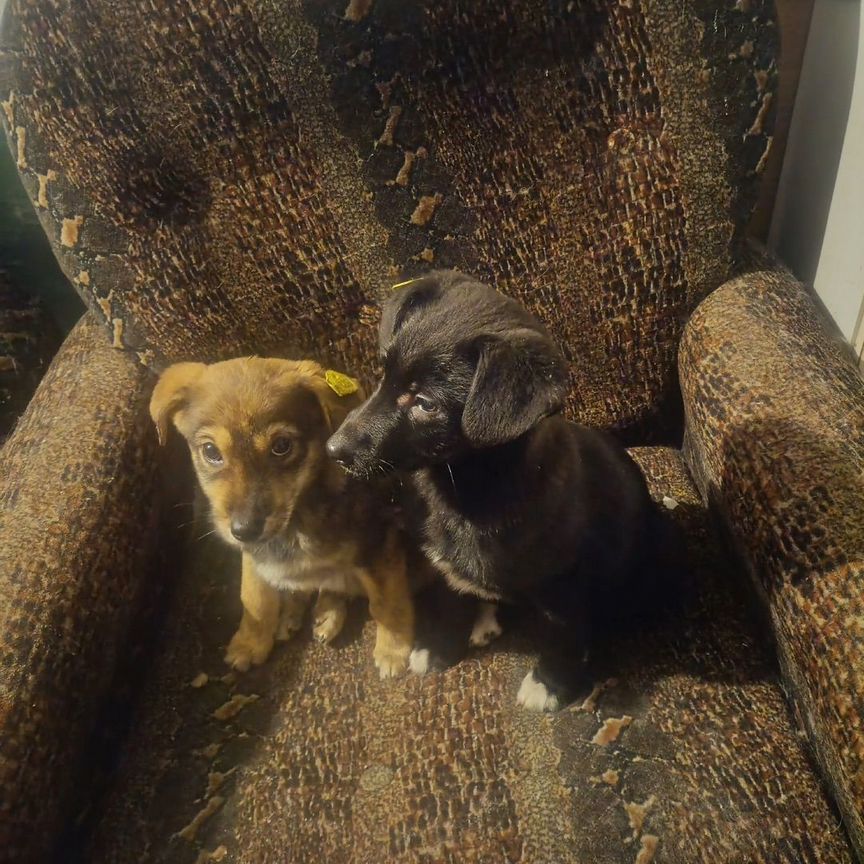 Щенок в добрые руки