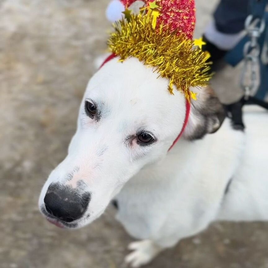 Собака Юкки ищет дом