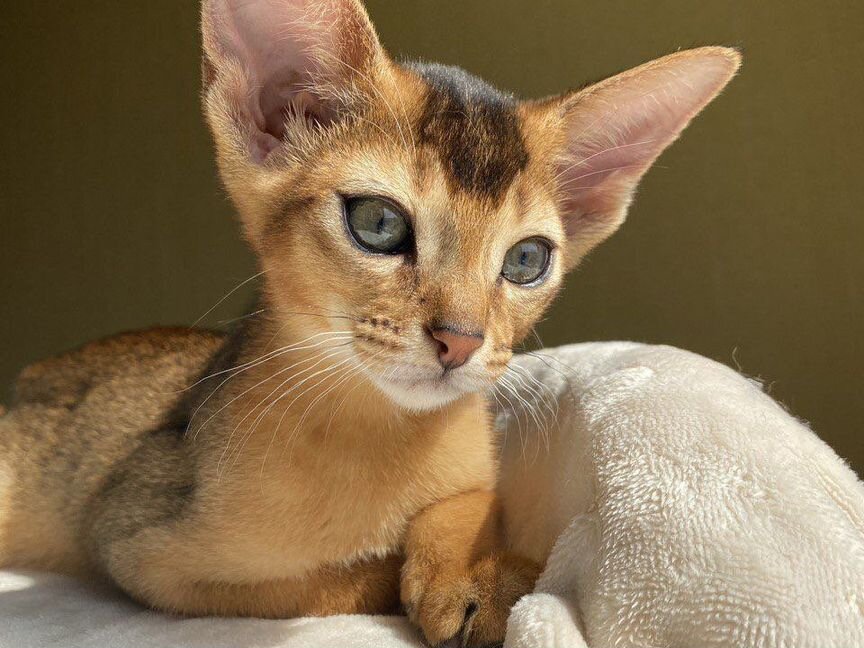 Абессинский котенок