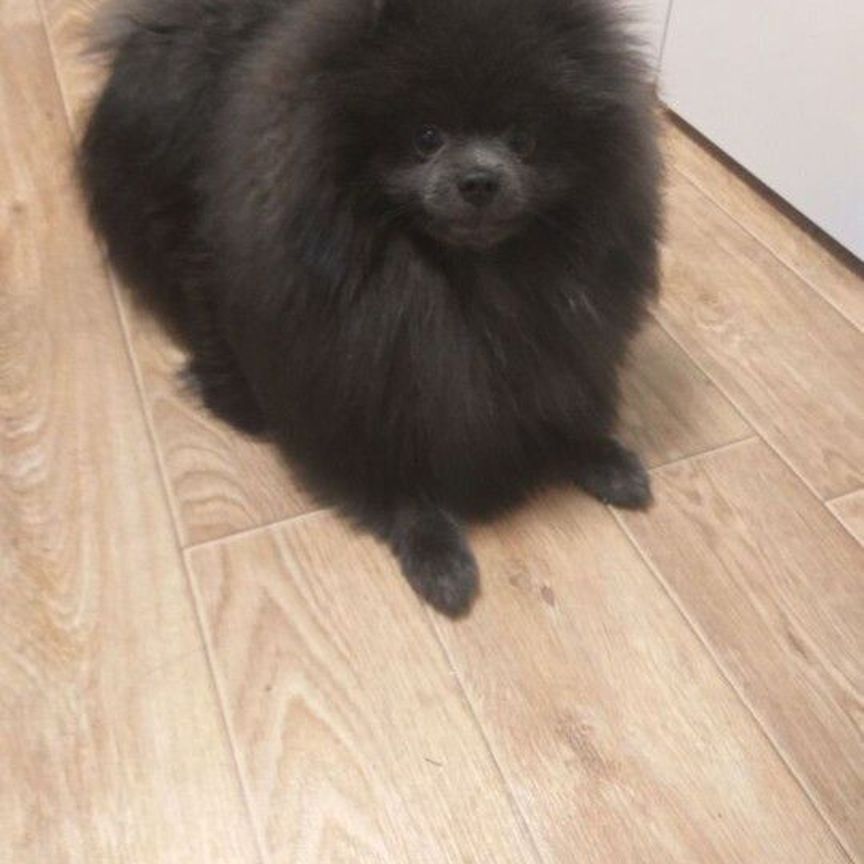 Малый немецкий шпиц
