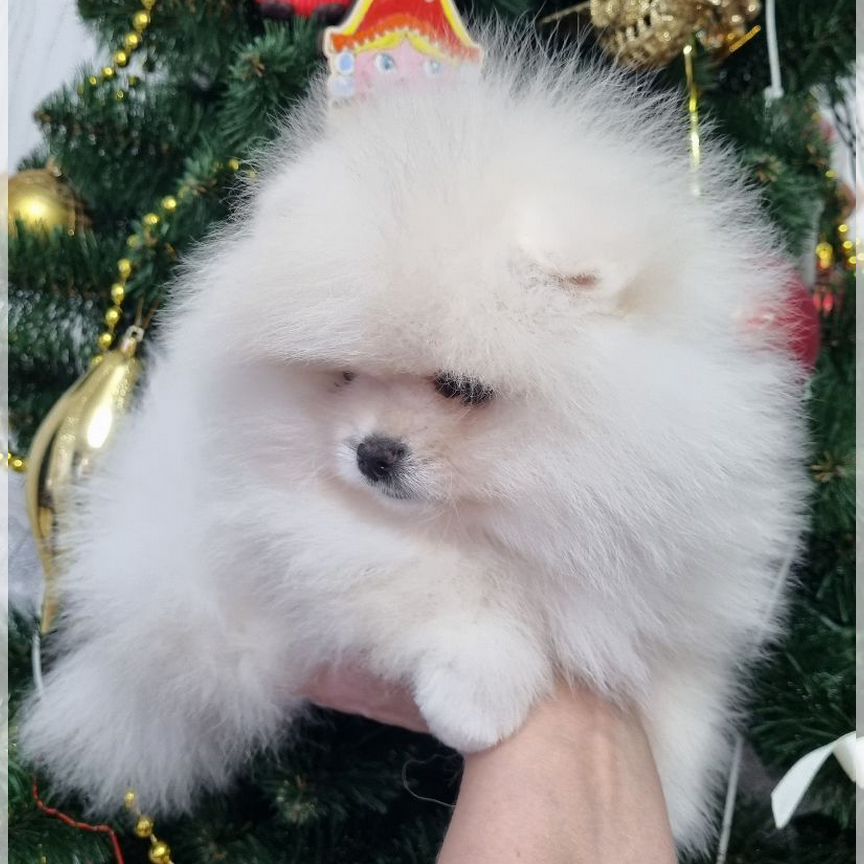 Померанский шпиц, щенок