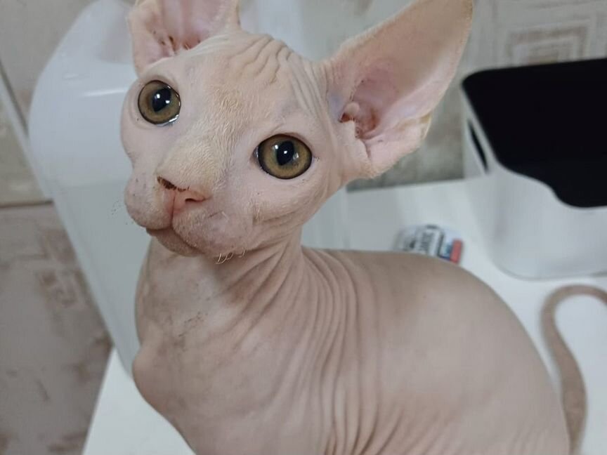 Канадский сфинкс котята