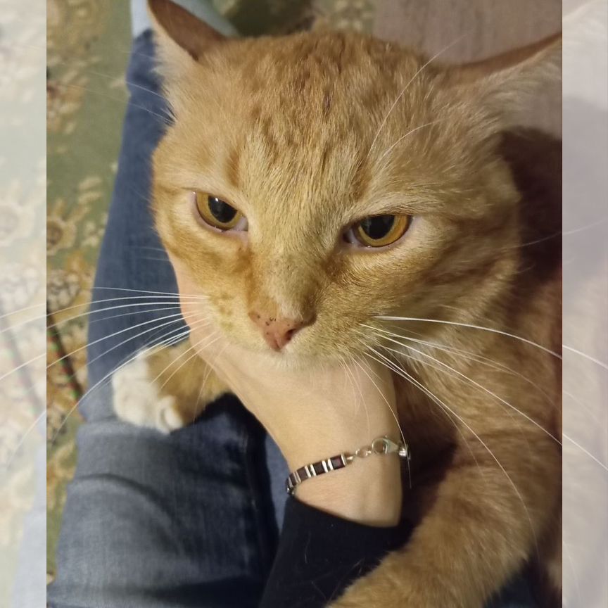 Взрослый кот в добрые руки