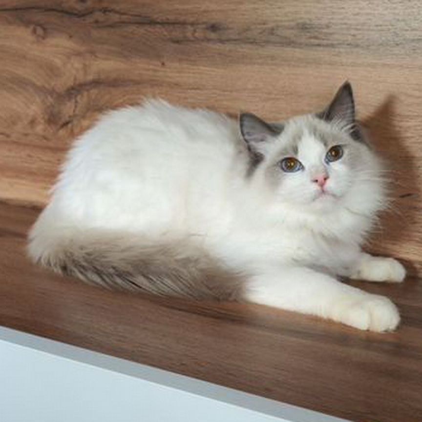 Блю девочка рэгдолл 5 мес