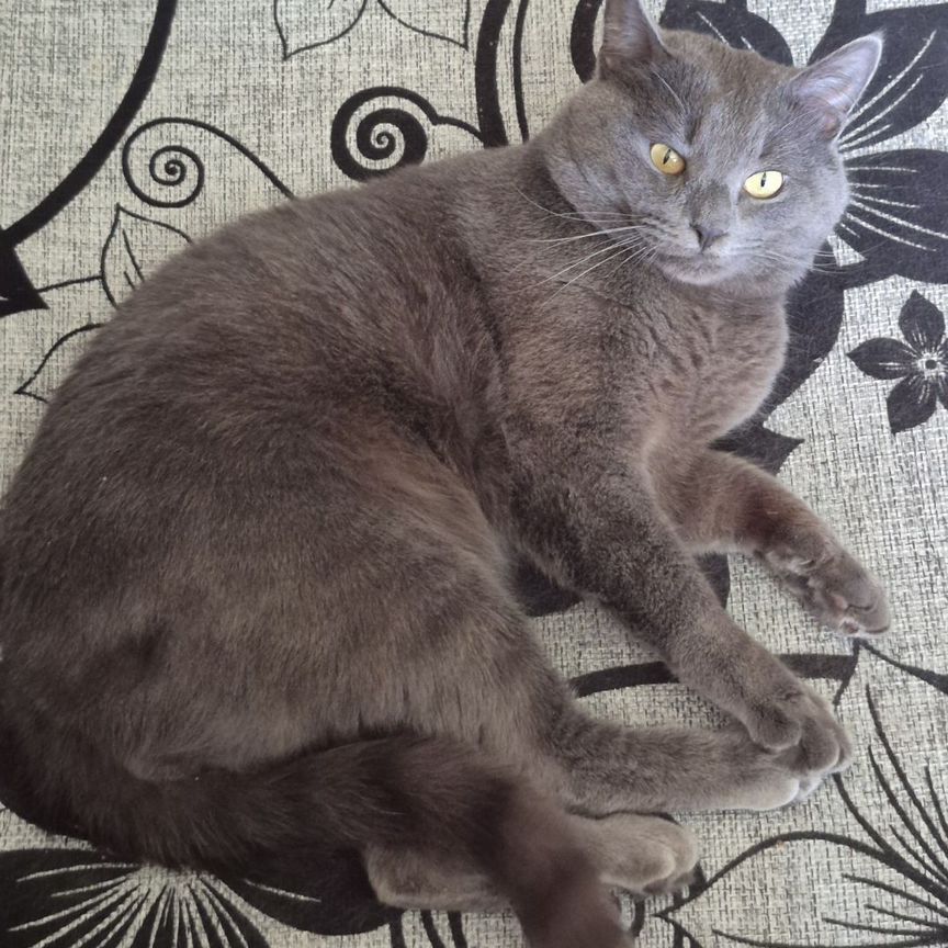 Британский короткошёрстный, взрослый кот