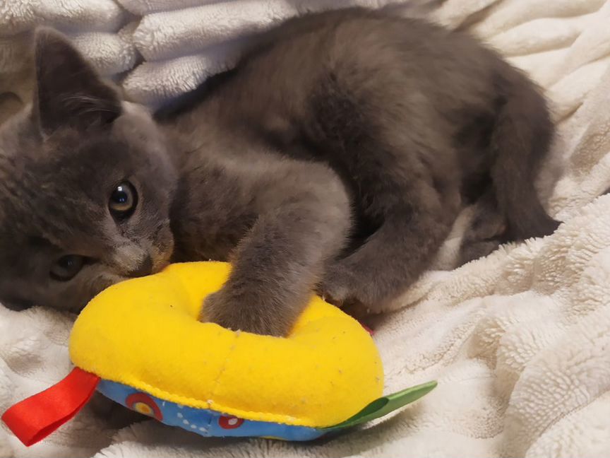 Отдам кошечку 3 месяца