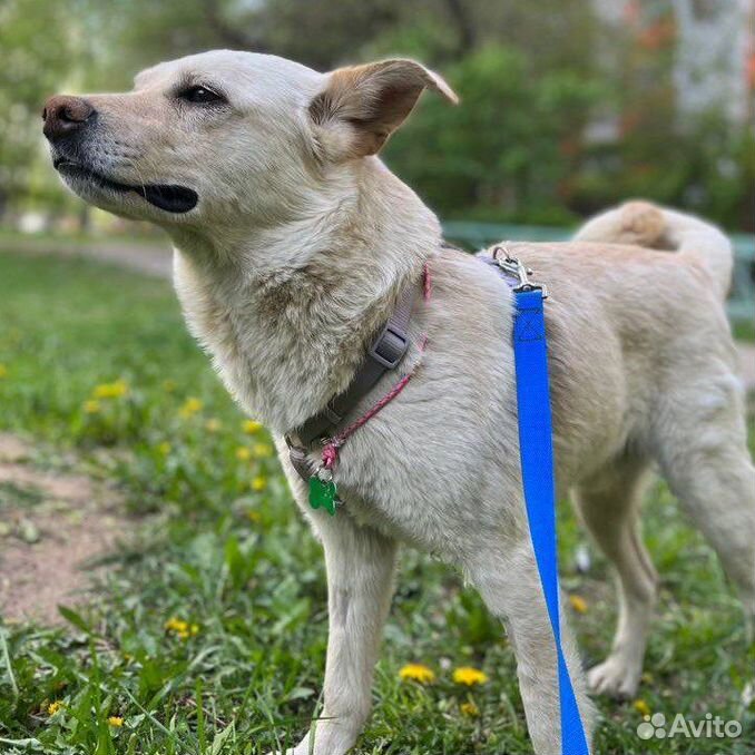 Сахар ищет домашнюю жизнь