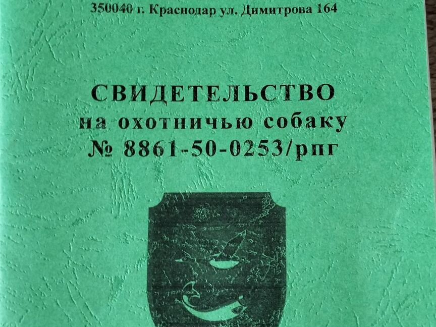 Продаётся русская пегая гончая выжлец 10 лет