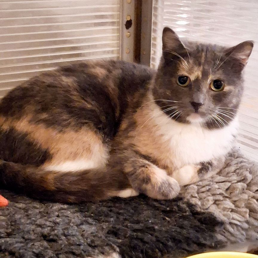 Взрослая, кошка в добрые руки