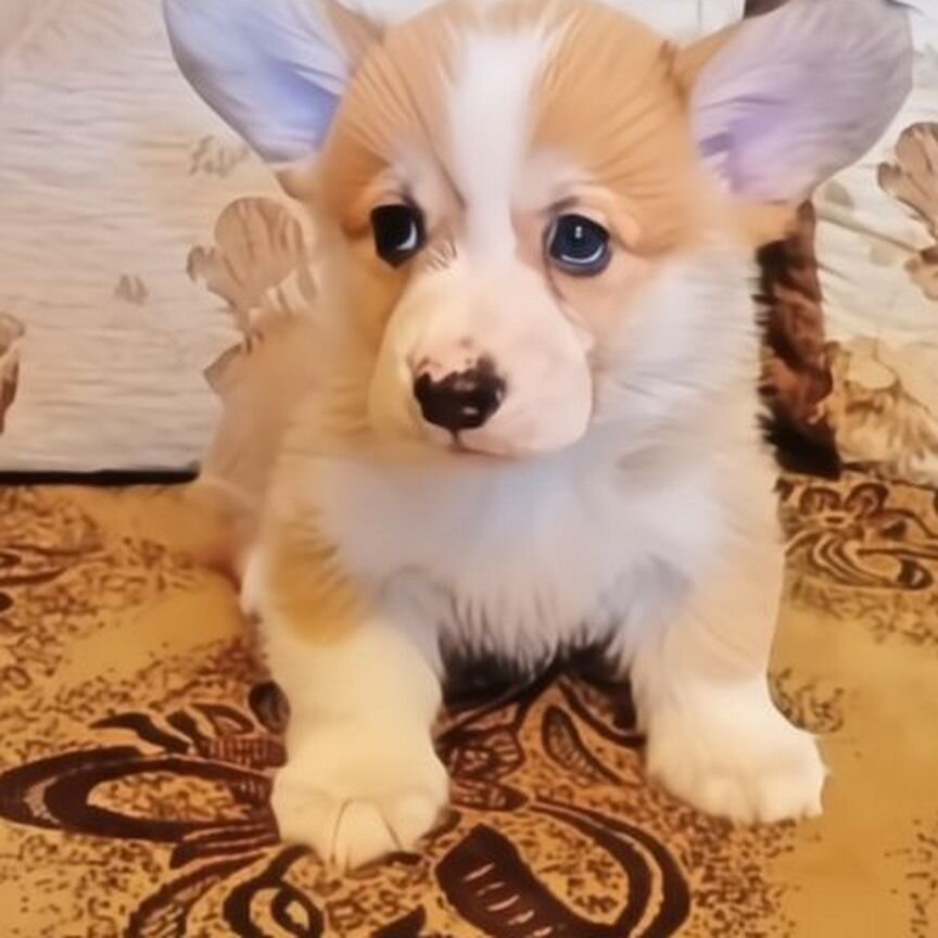 Вельш Корги Пемброк, щенок