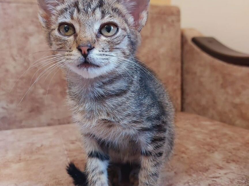 Маруся - малышка ''шпротного'' окраса в дар