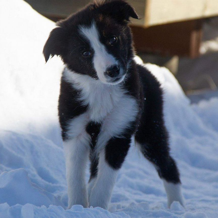 Щенок в добрые руки