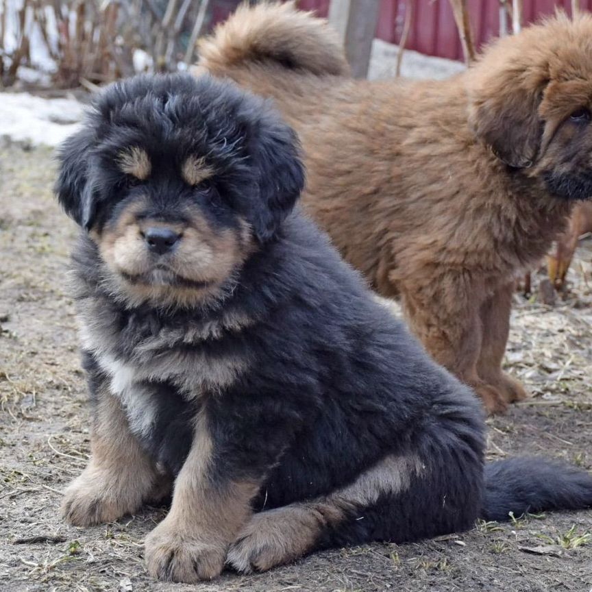 Тебецкий мастиф