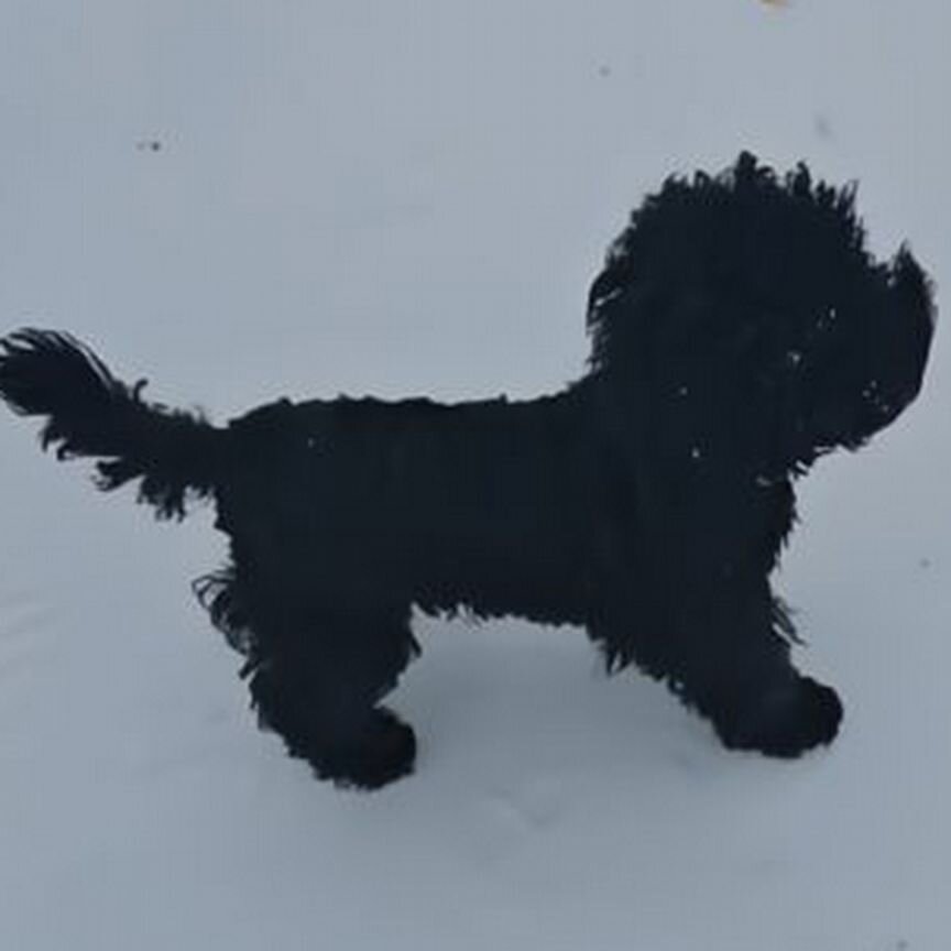 Той-пудель, щенок