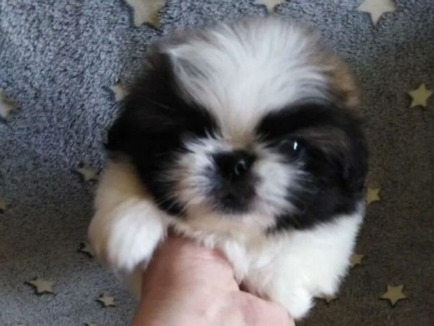 Малыши метисы