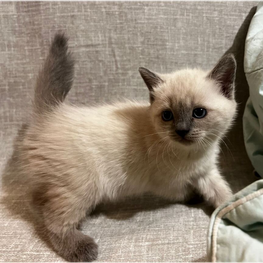 Шотландский вислоухий короткошёрстный котёнок