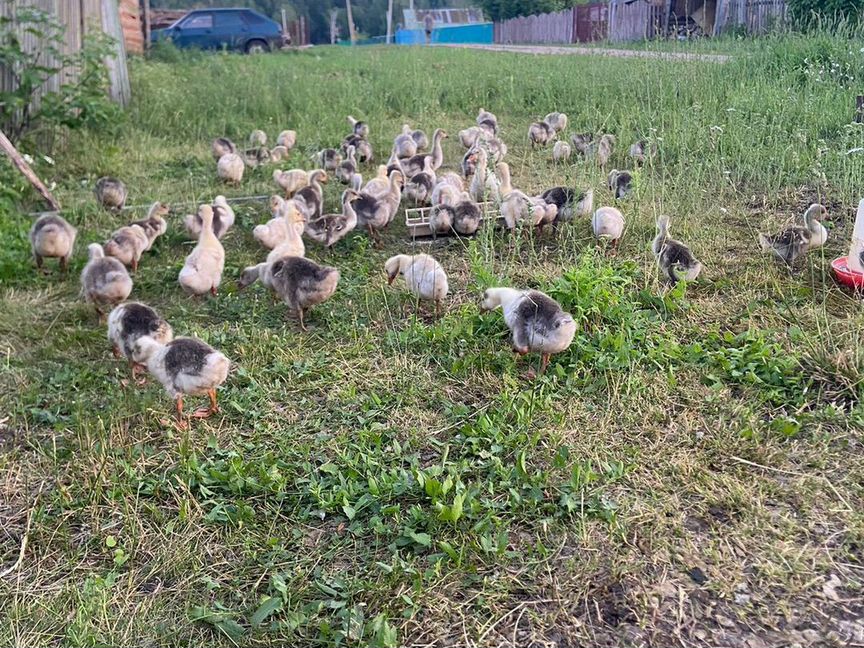 Гуси подрощенные