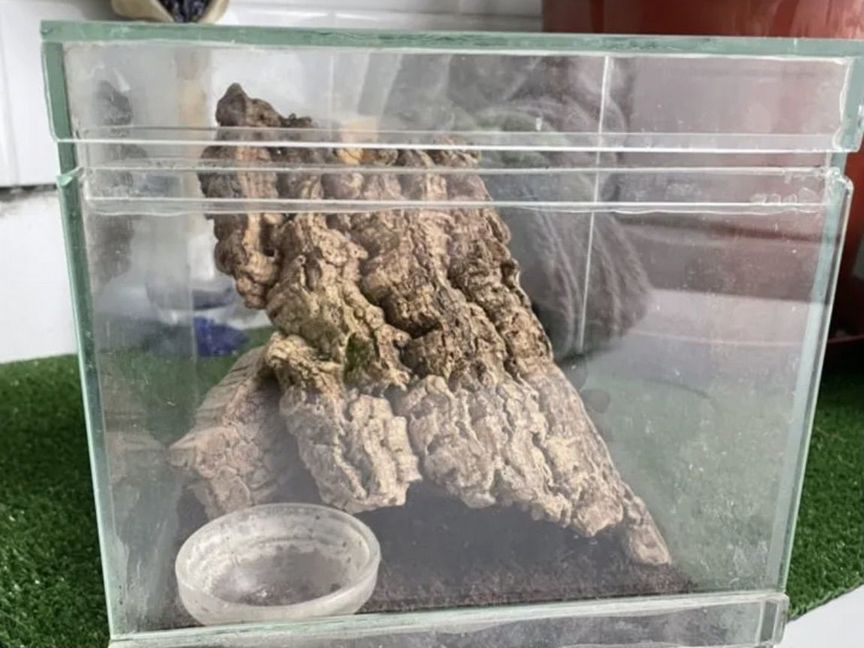 Террариум паучатник