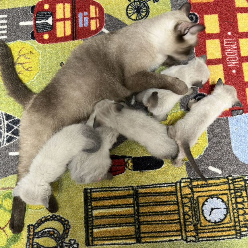 Сиамские котята