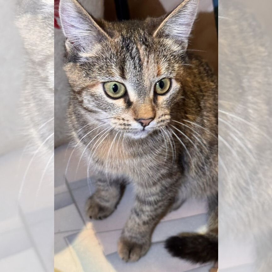 Ориентальный котёнок