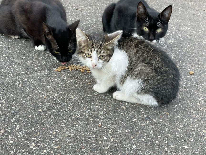 Котенок замерзает в СНТ