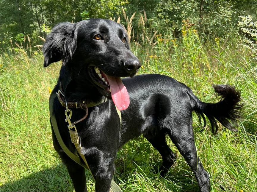 Собака явно была домашней на вид порода