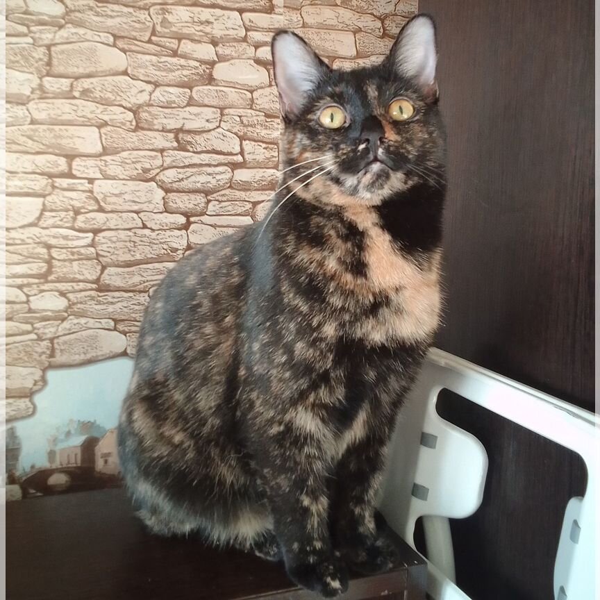 Трёхцветная кошка