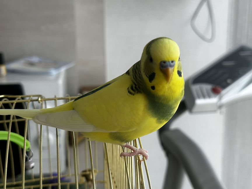 Поругай волнистый