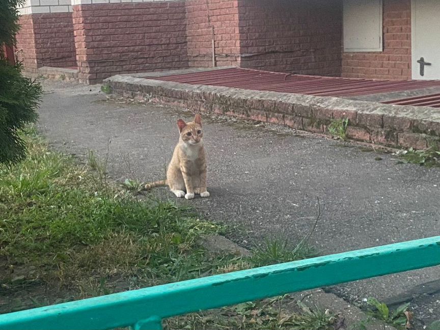 Кошечка