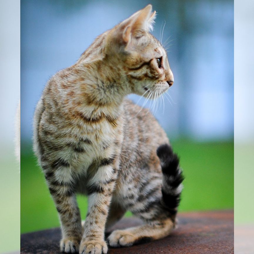 Саванна котенок ф5 ф6