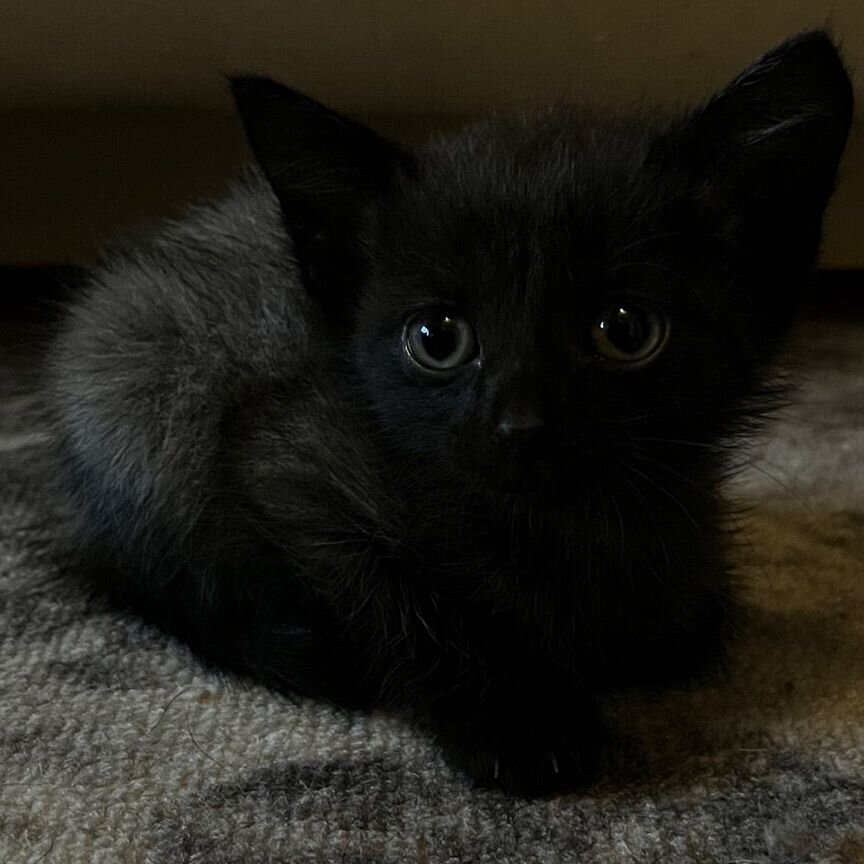 Котята в добрые руки бесплатно