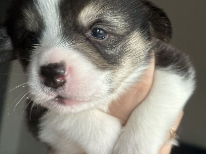 Щенки коржики