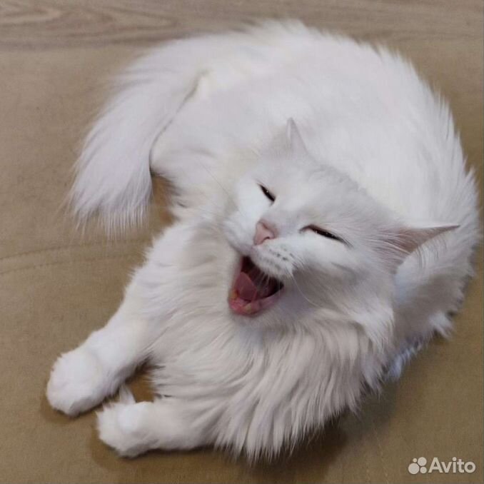 Снежка в семью