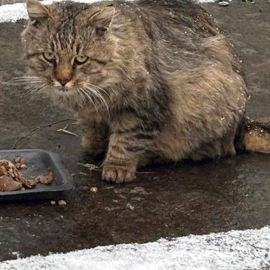 Ищу помощь кот бесплатно куратор