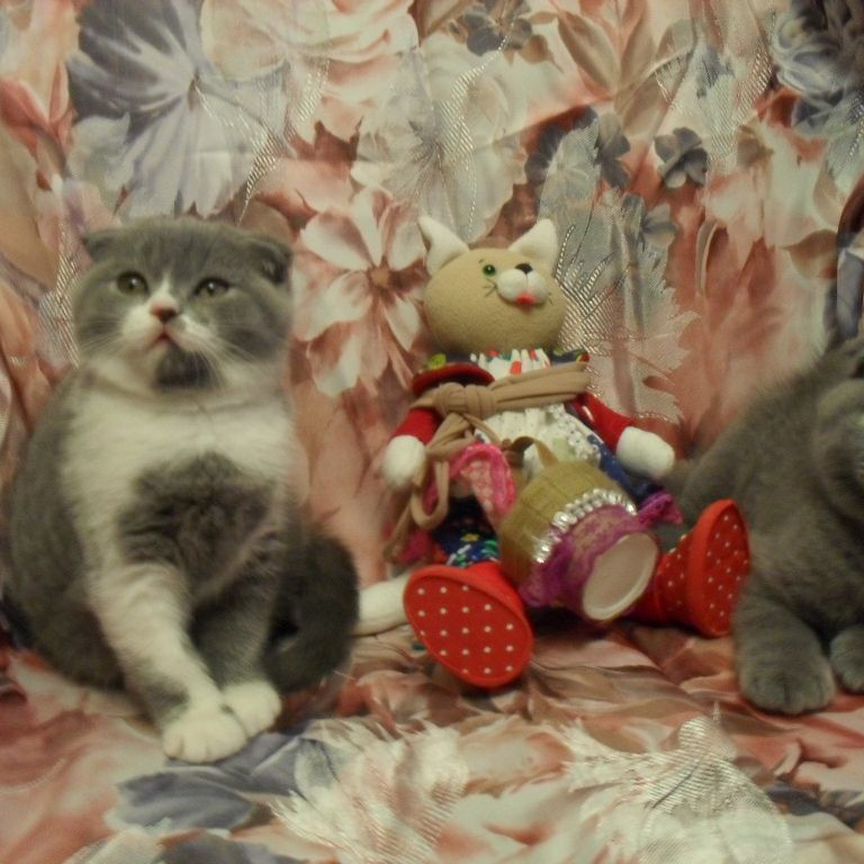 Британский короткошёрстный котёнок