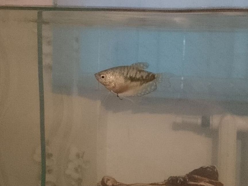 Аквариумные рыбки