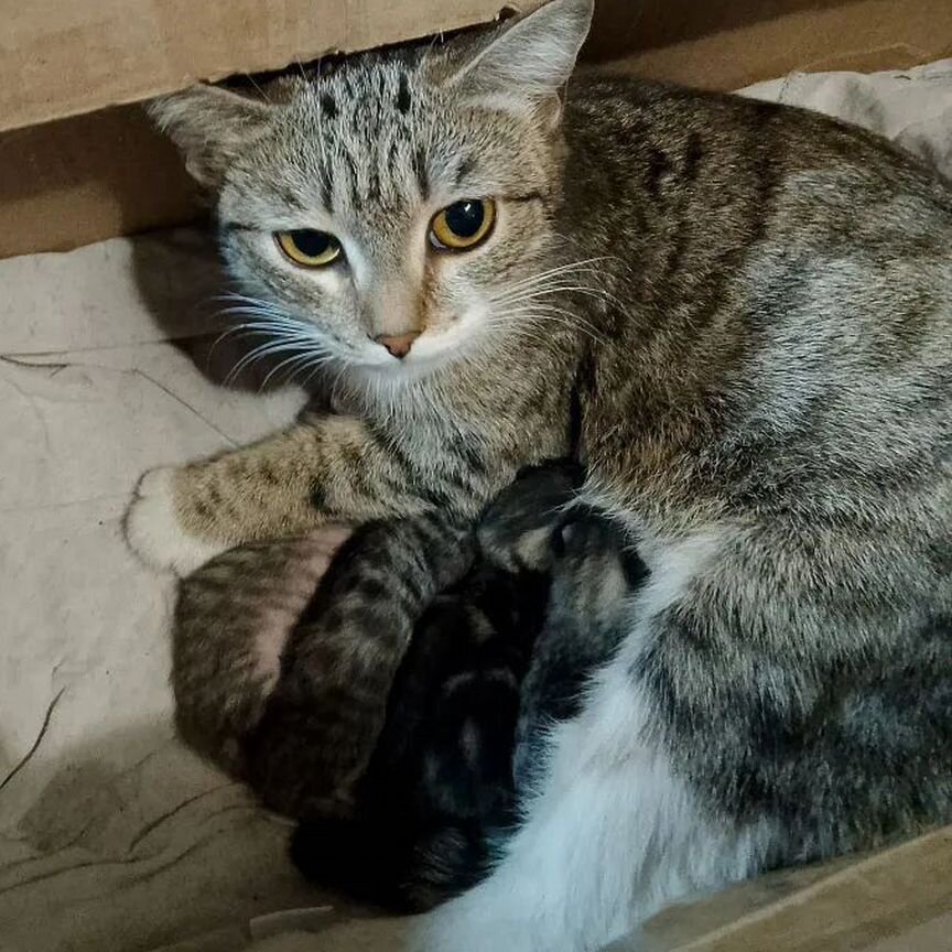 Котёнок в добрые руки