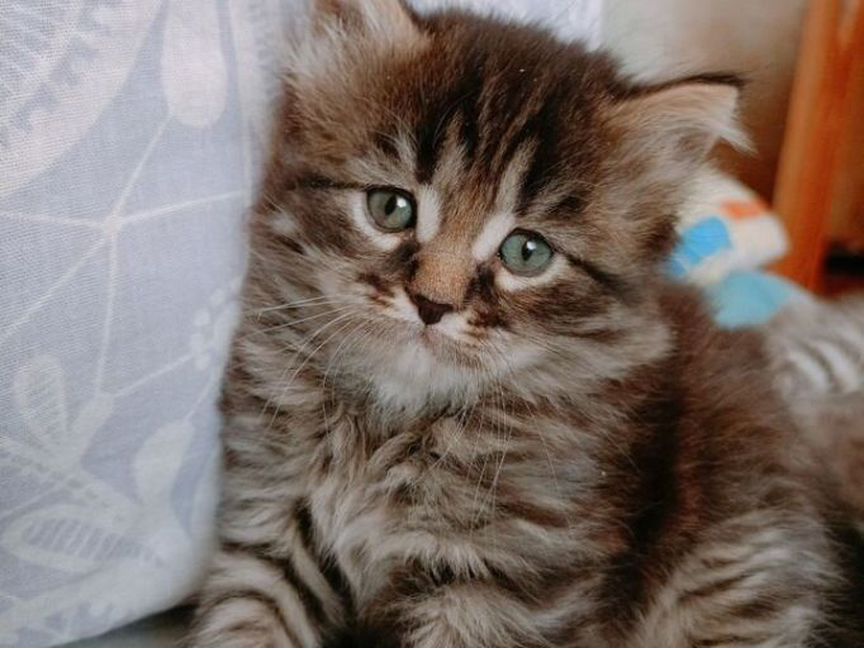 Котенок