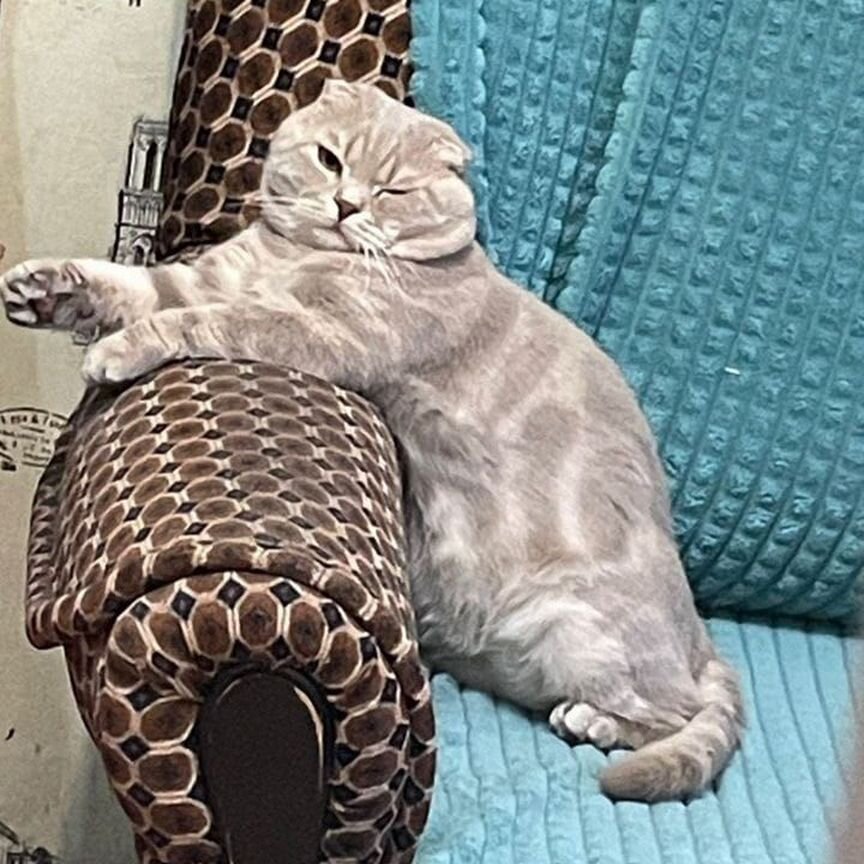 Шотландский кот в добрые руки
