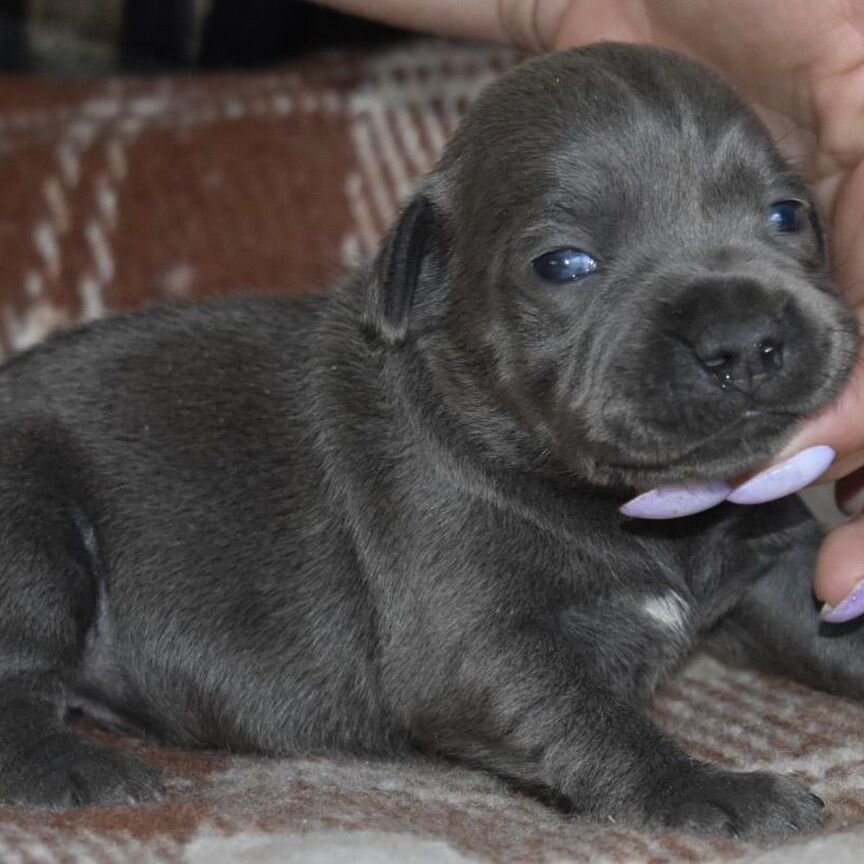 Очаровательная девочка Стаффи